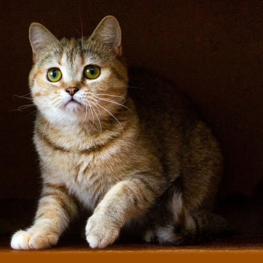 Котенок Алисочка ищет дом