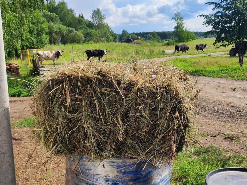 Сено в тюках оптом