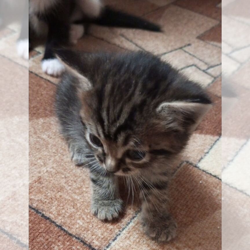 Котёнок в добрые руки