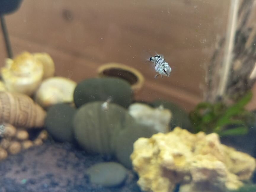 Аквариумные рыбки бесплатно