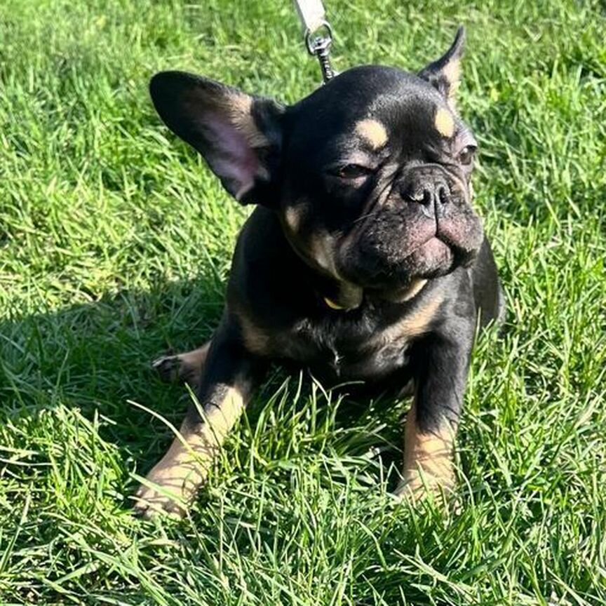 Французский бульдог, щенок
