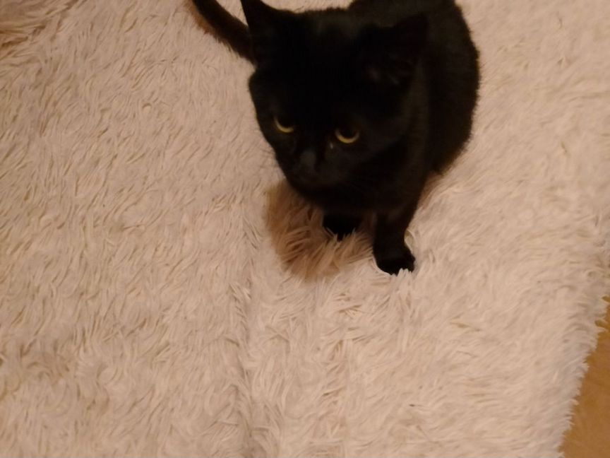 Кошка в дар