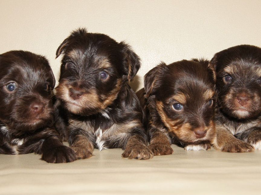 Д Е Ш Е Г О девочки шоколад Йоркширский терьер
