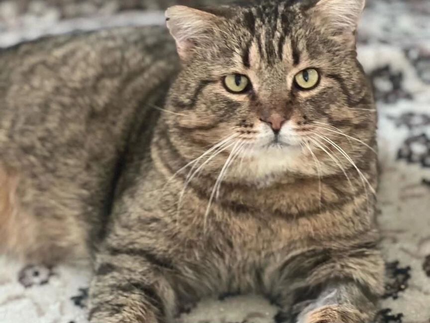 Котик ищет семью