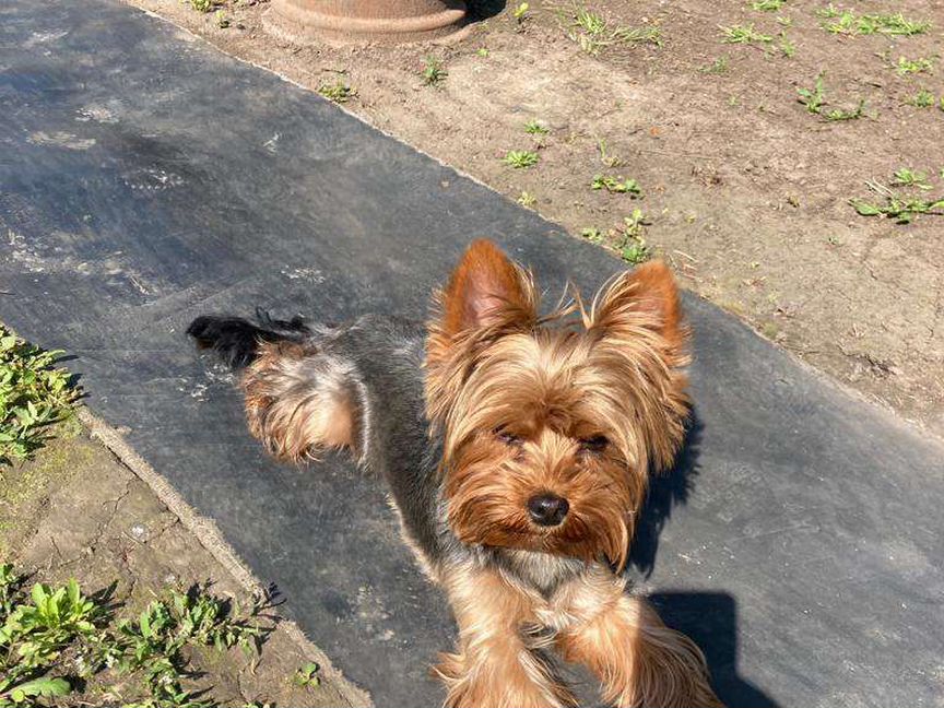 Йоркширский терьер вязка мальчик