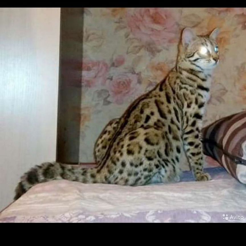 Бенгальская кошка
