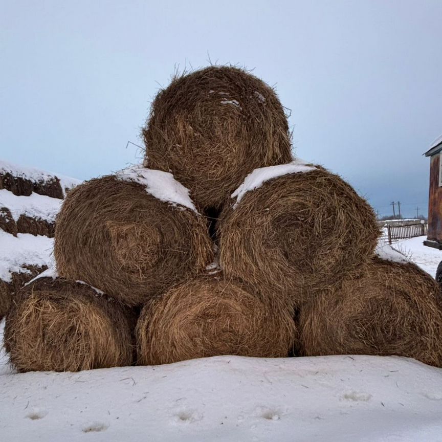 Сено в рулонах луговое