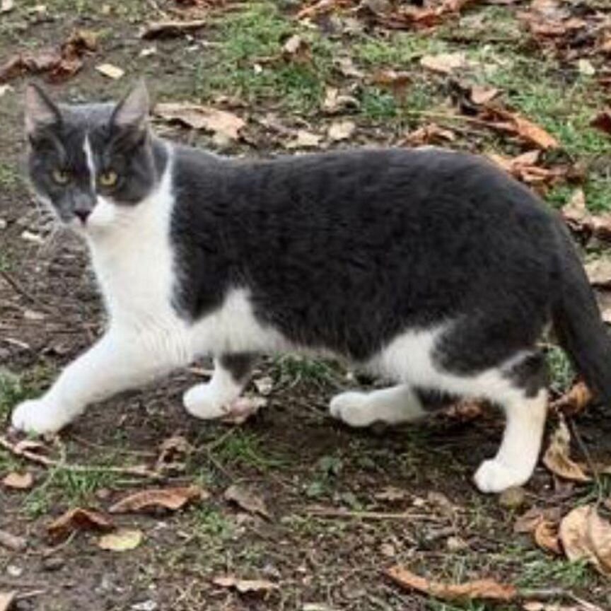 Котик 1 годик