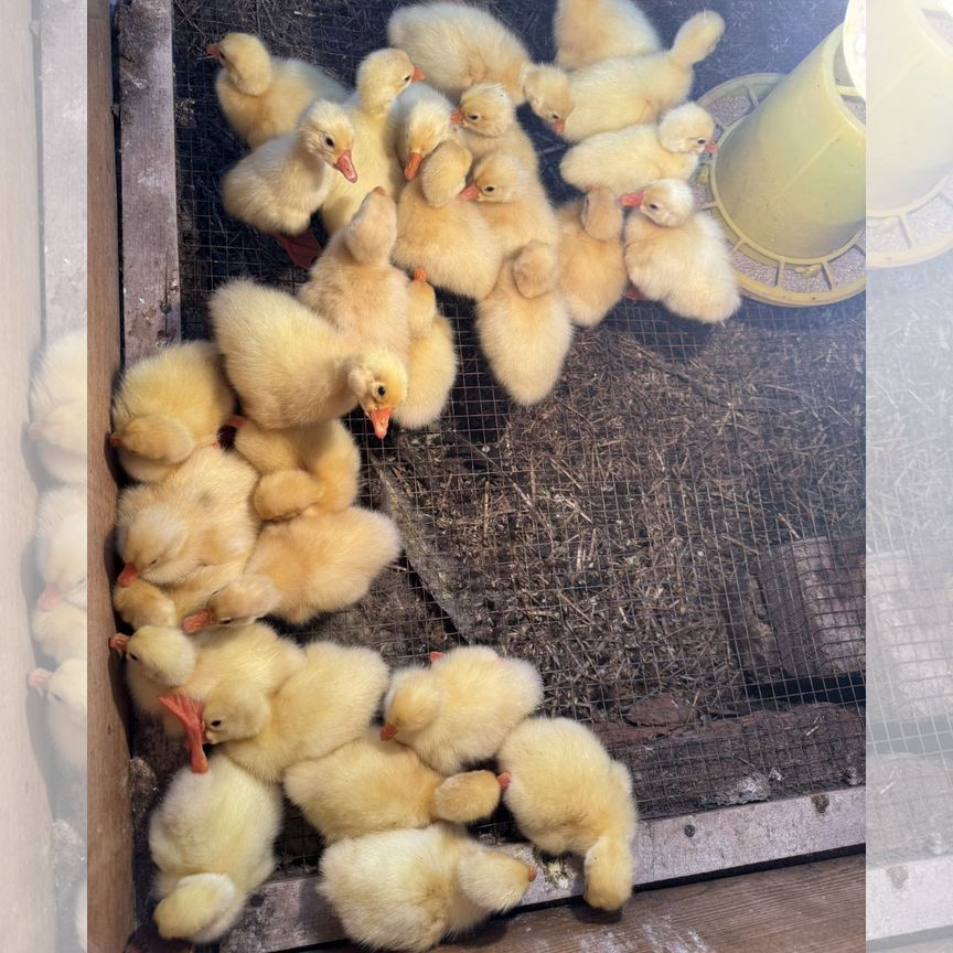 Гуси породы Линда