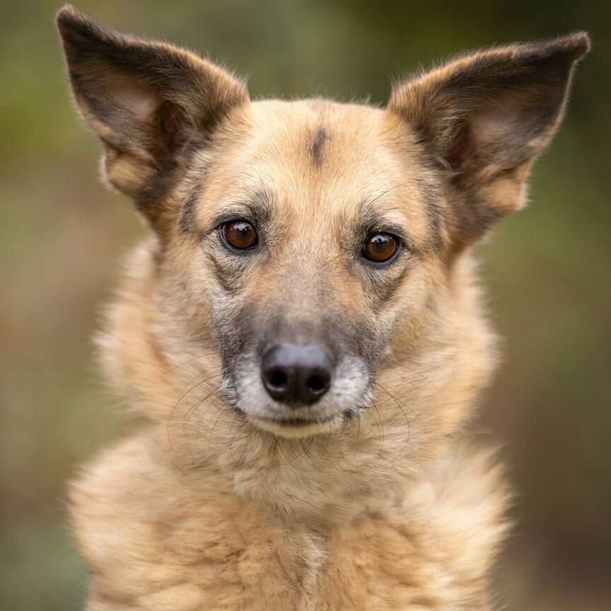 Буся ищет дом