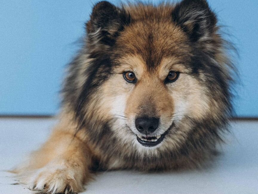 Пёс из приюта ищет дом