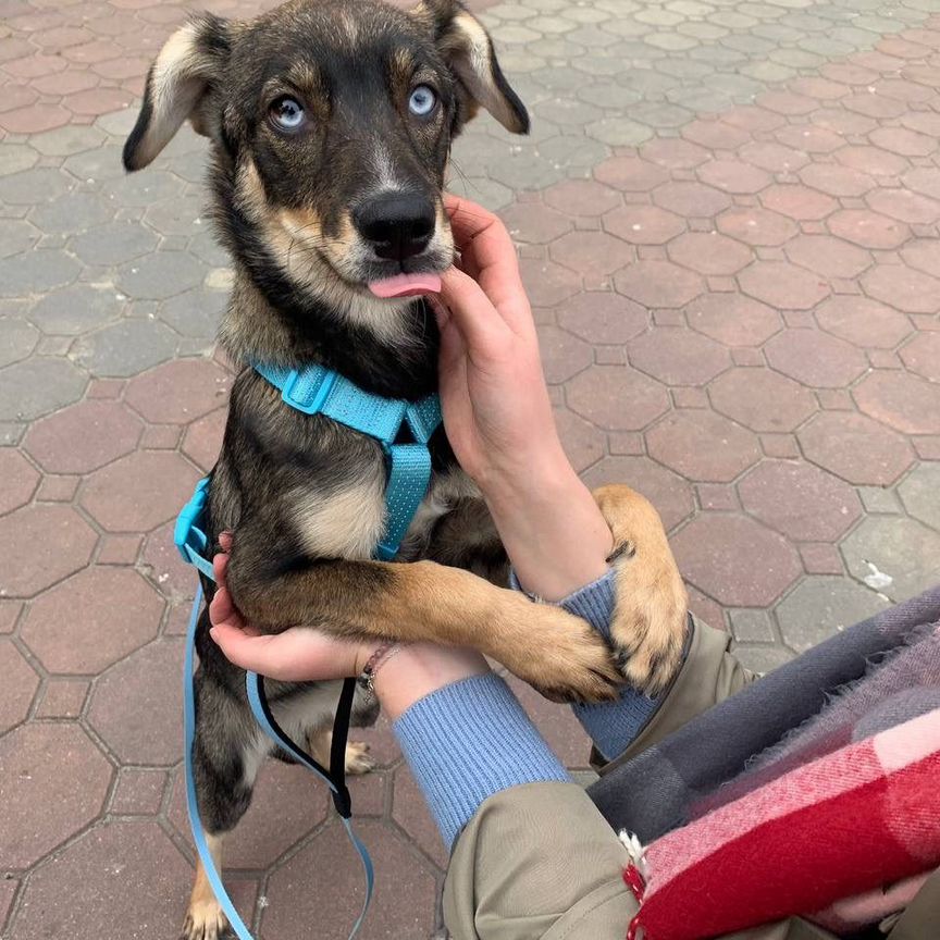 Собака в добрые руки Габи