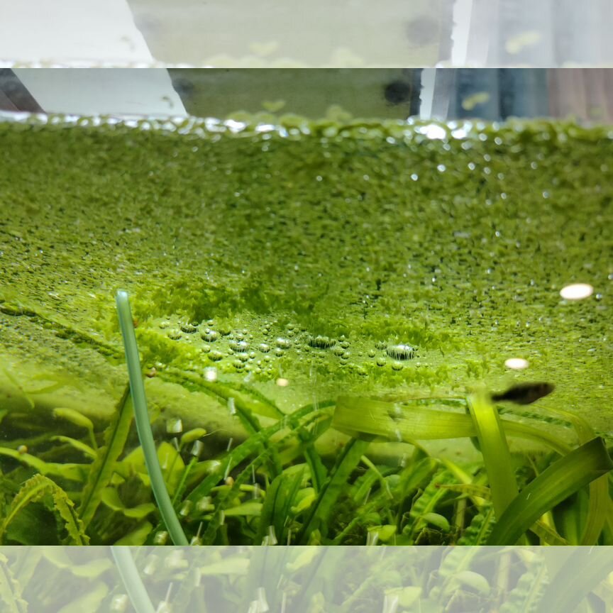 Аквариумная ряска