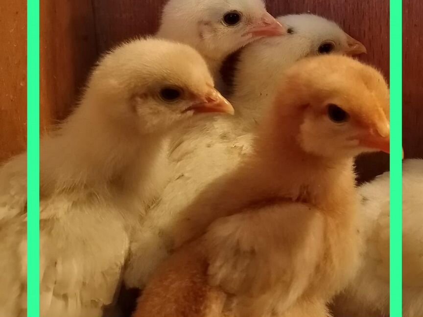 Цыпленок 1 месяц