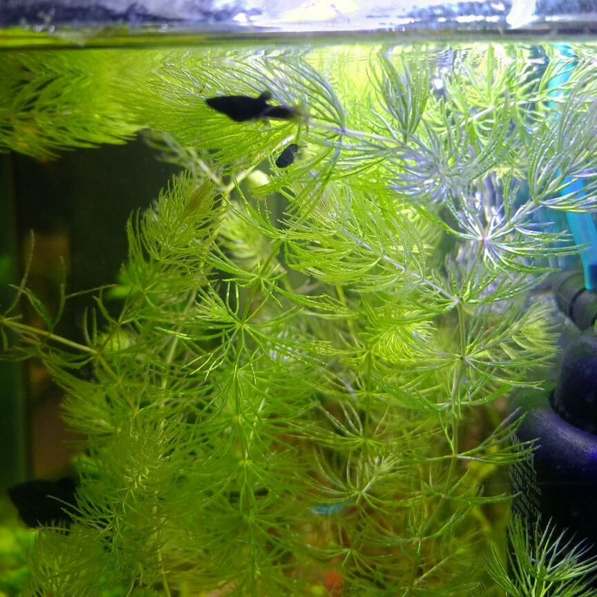 Рыбки молинезии