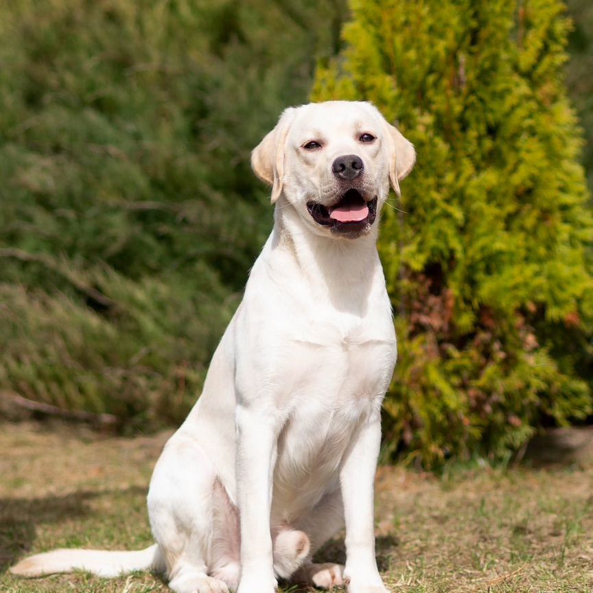 Лабрадор ретривер