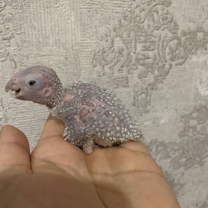 Пиррура папугай выкормыш