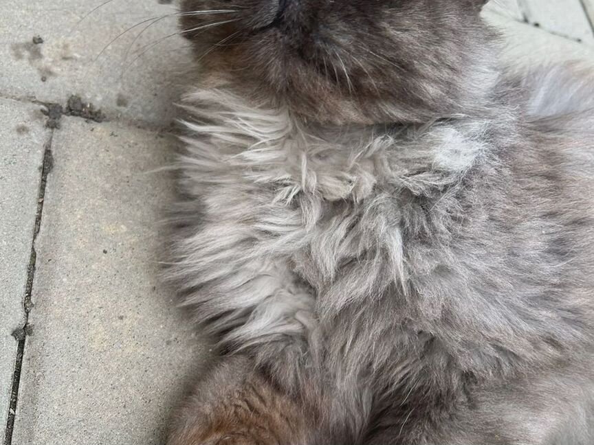 Котята в добрые руки мальчики