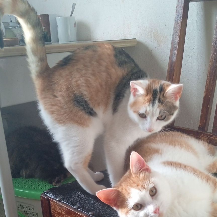 Котики братик и сестрëнка