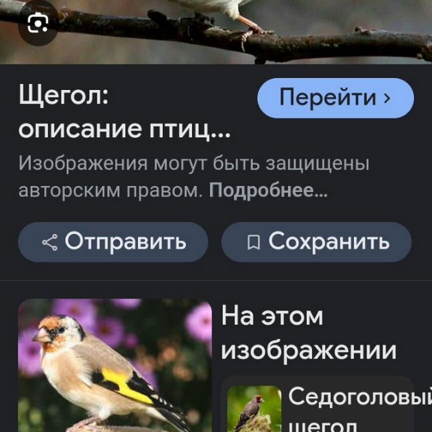 Лесные птицы