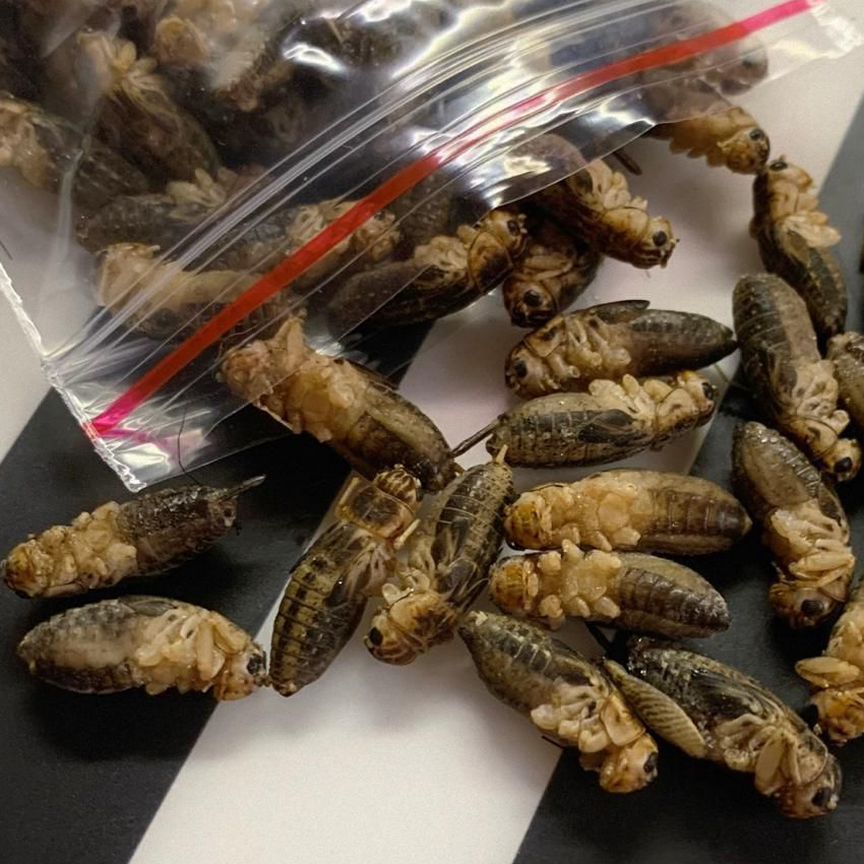 Сверчки кормовые