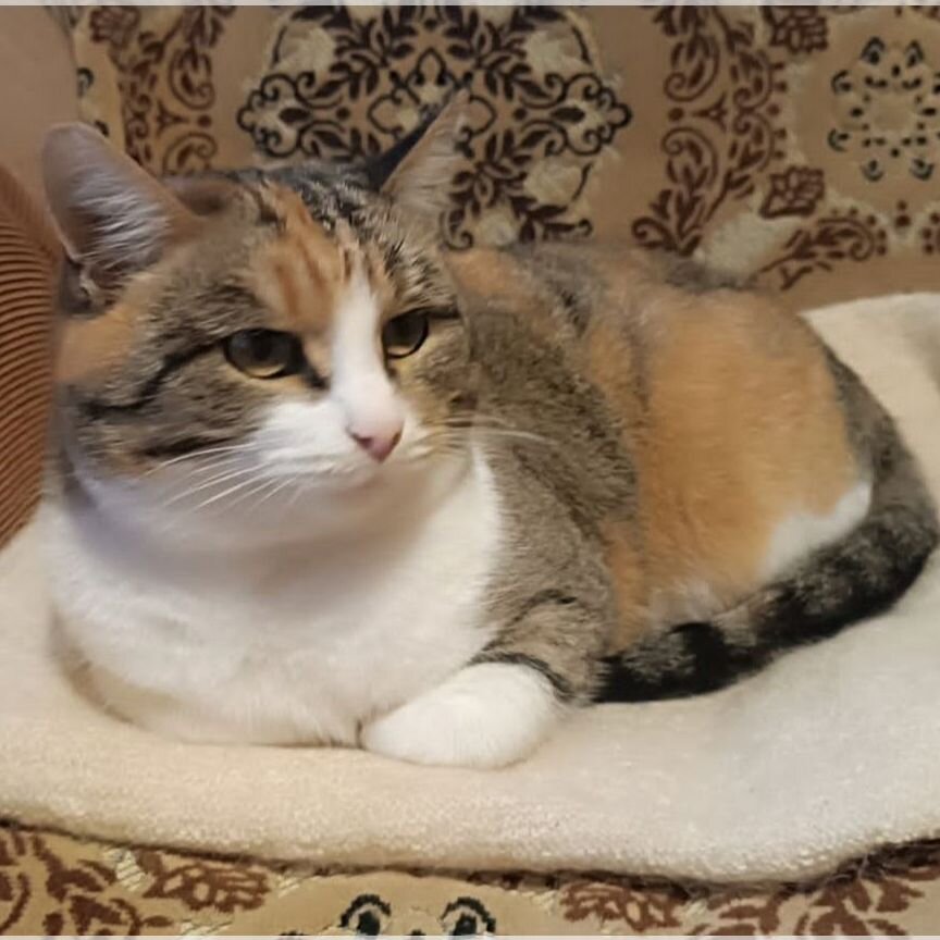 Котобулочка