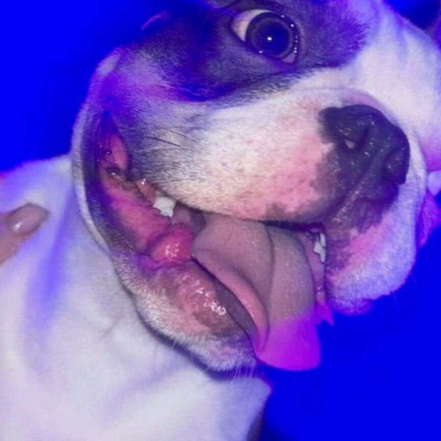 Франзуский бульдог