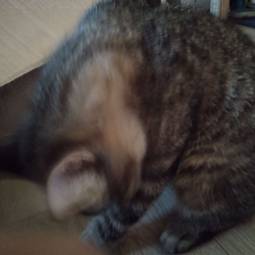 Отдаем котёнка