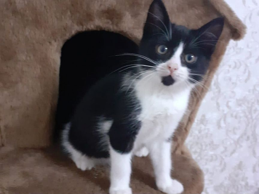 Котёнок ищет дом