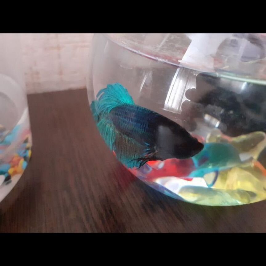 Рыбка в бокале