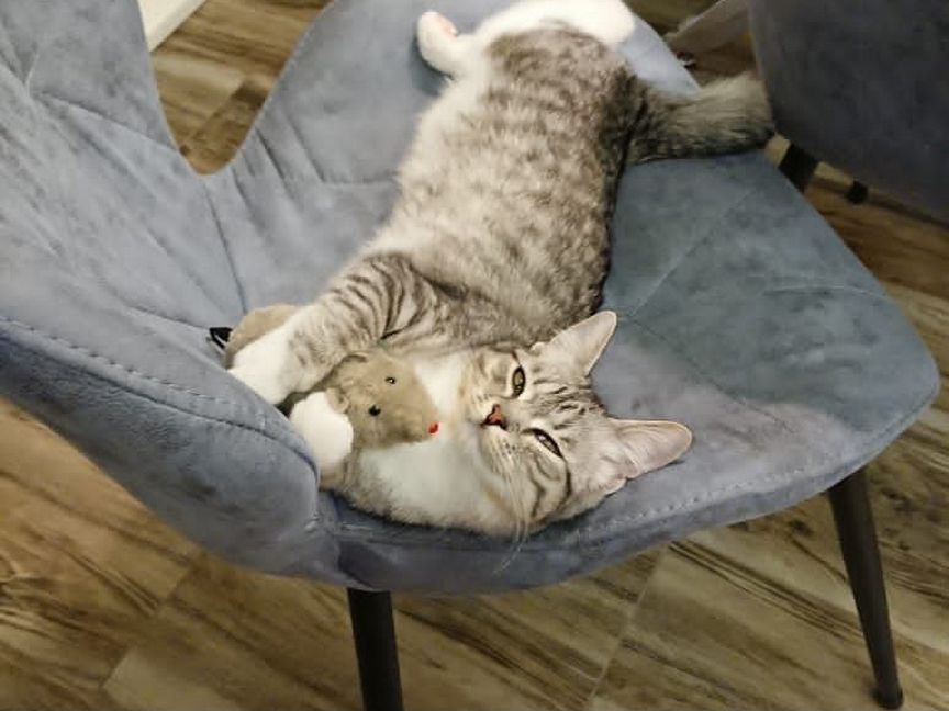 Кошки в добрые руки