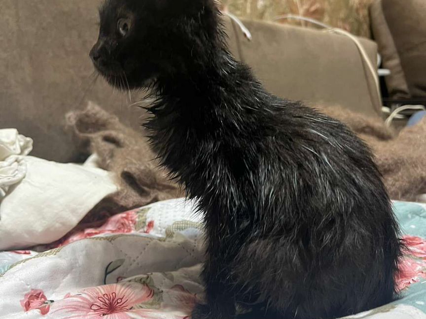 Кошки И котята В беде