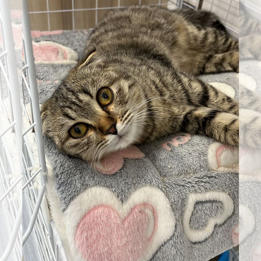 Котенок привитая милота