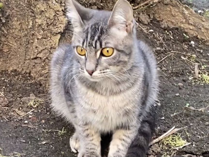 Котенок Ёжа 6 месяцев ищет дом