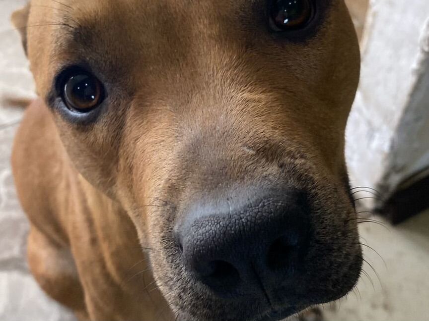 Американский питбультерьер