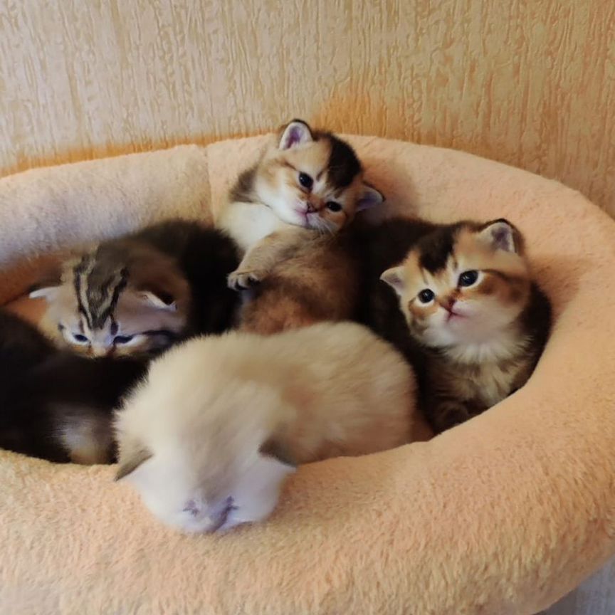 Шотландские котята шиншилла