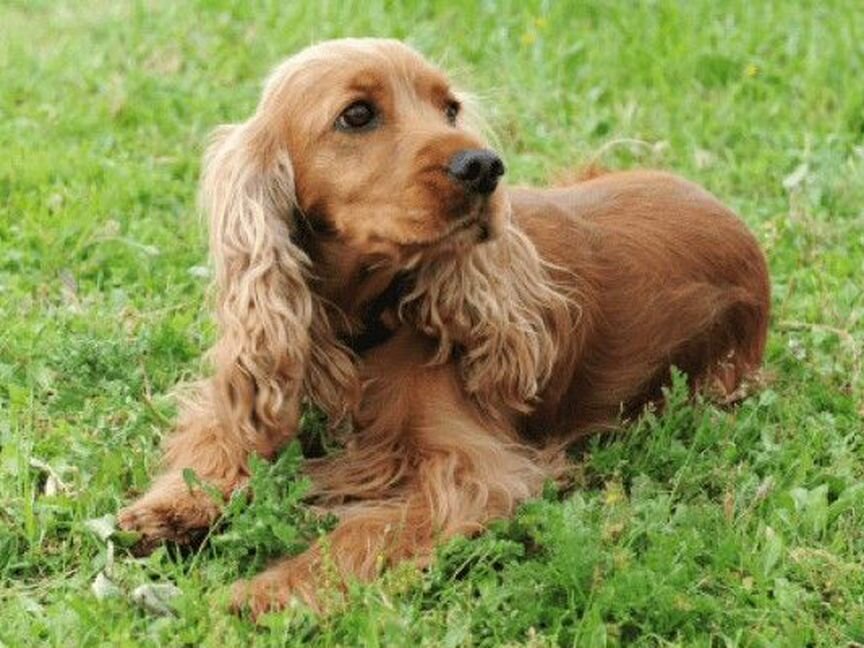 Английский кокер спаниель вязка