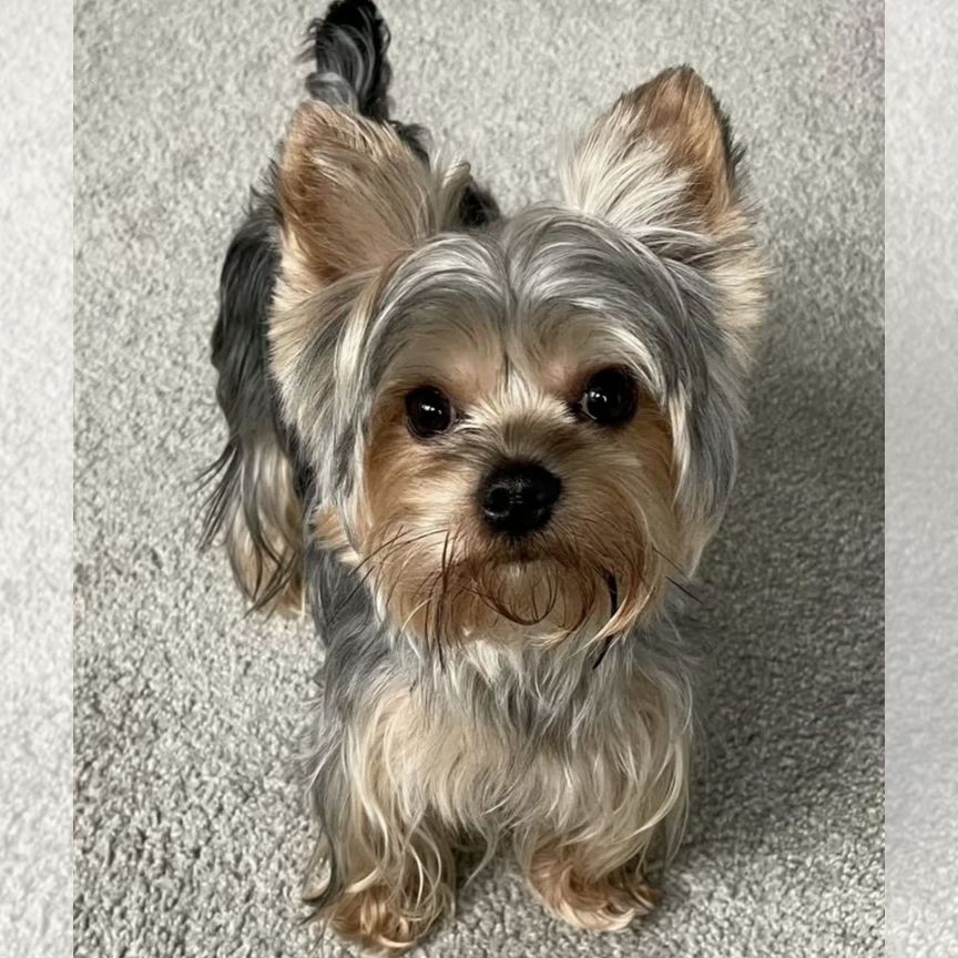 Йоркширский терьер, щенок