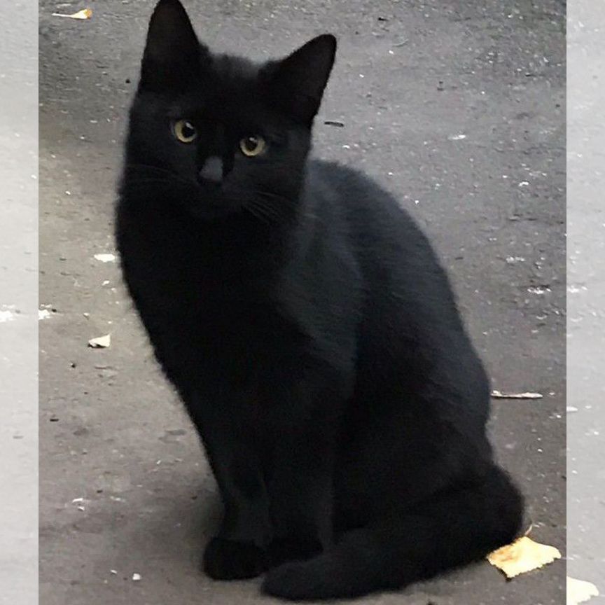 Взрослая кошка в добрые руки