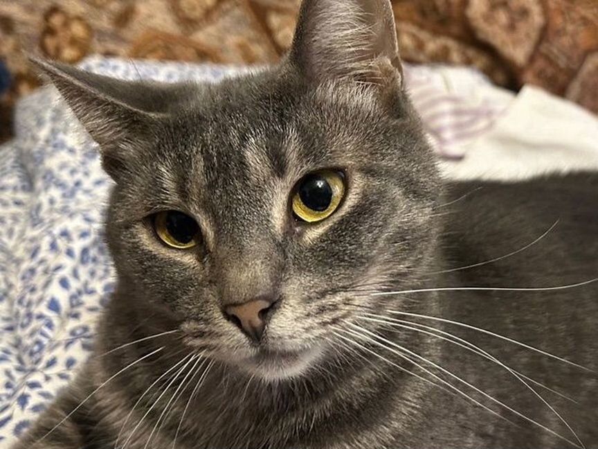 Очень красивая кошечка в поисках передержки дома