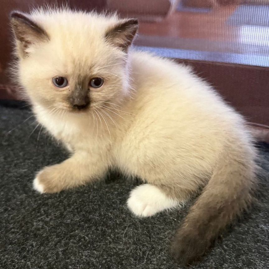 Британский короткошёрстный котёнок