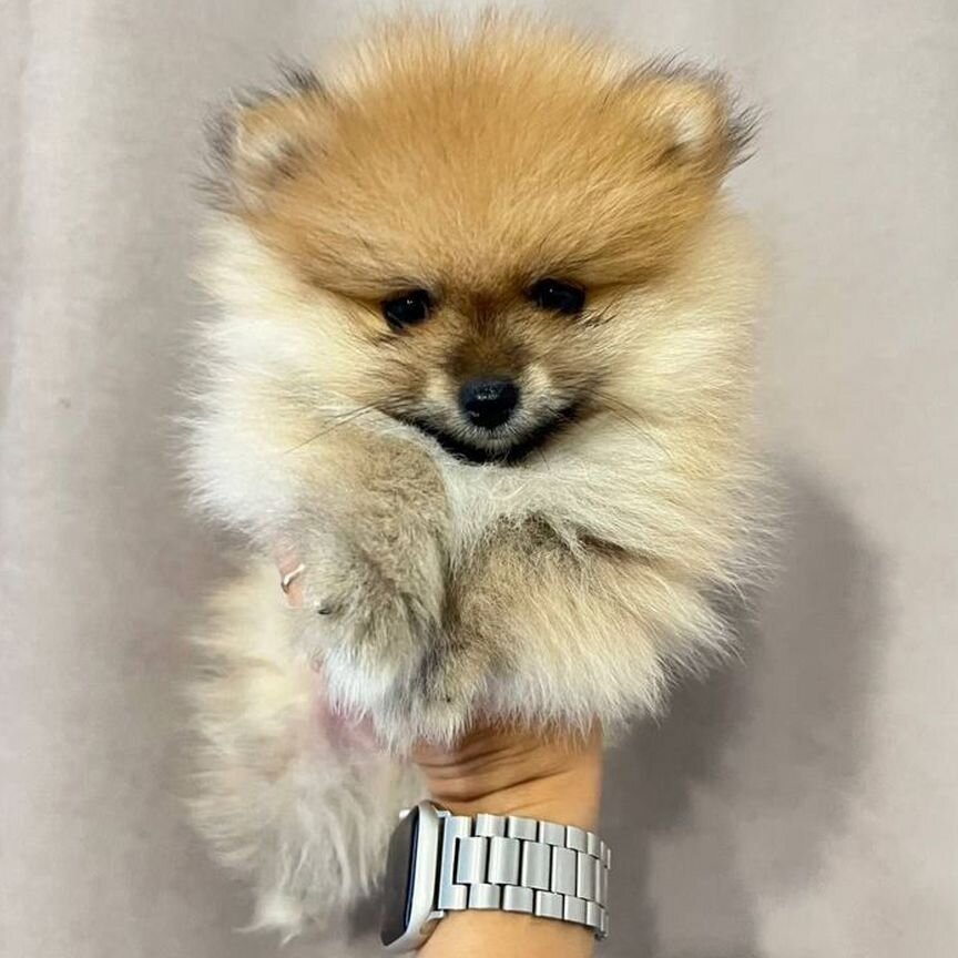 Щенки Померанских шпицей