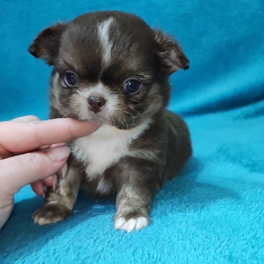 Курносики от мини до стандарта