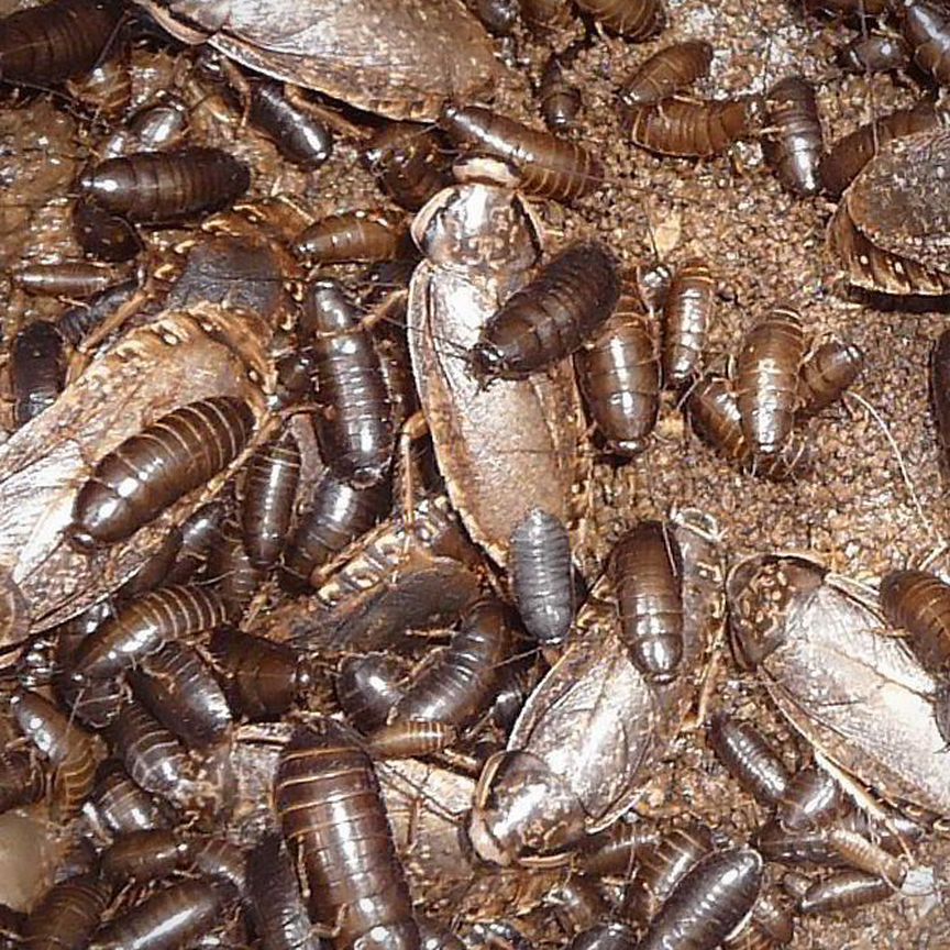 Кормовые тараканы живые