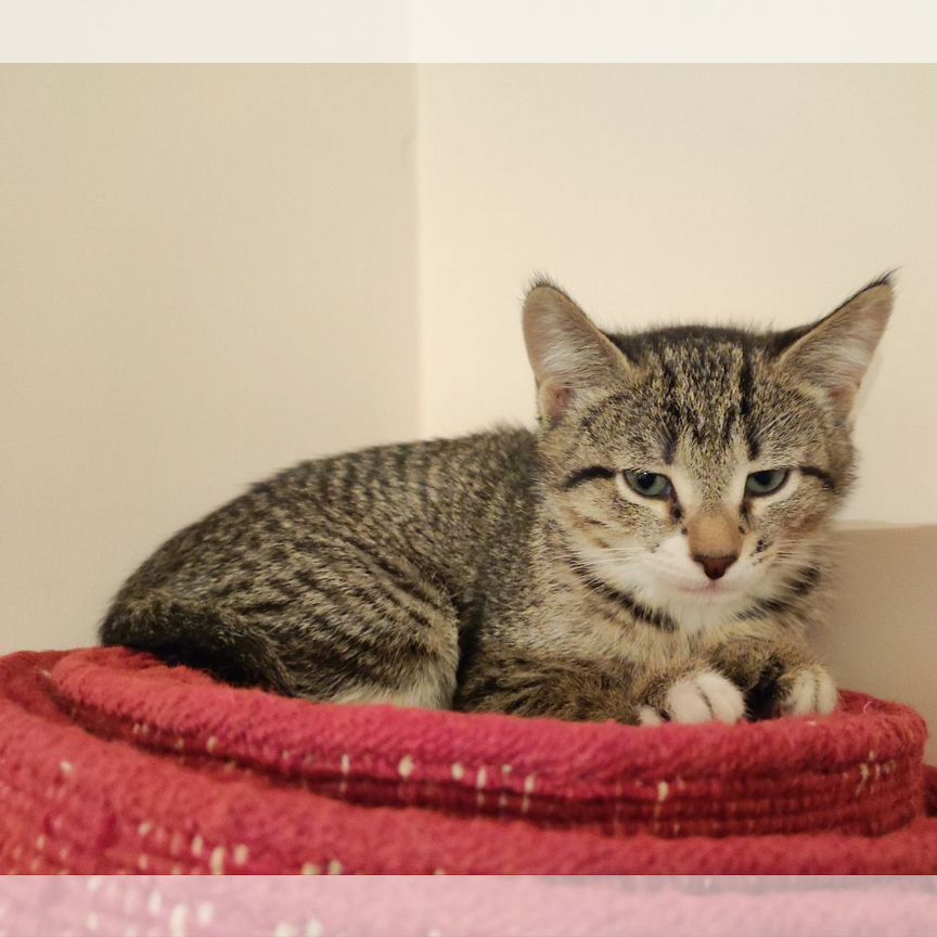 Котёнок в добрые руки