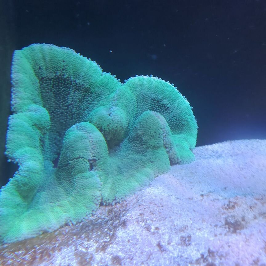 Актиния ковровая мятная