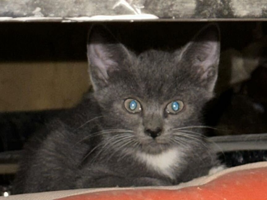 Маленький котенок малыш. 1,5 мес