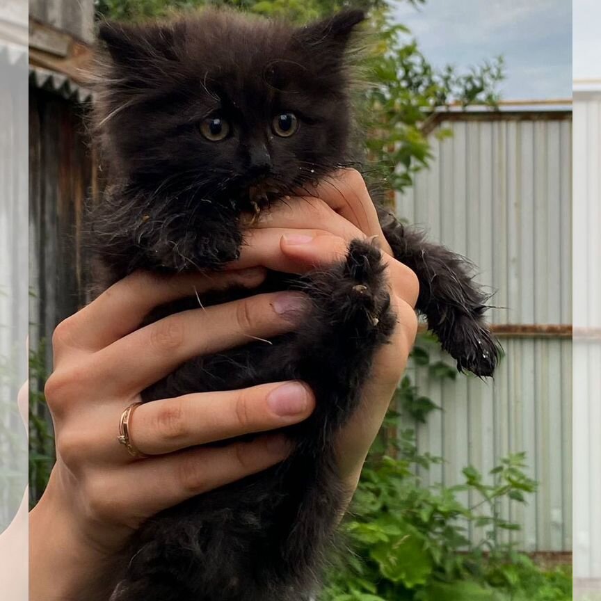 Котенок