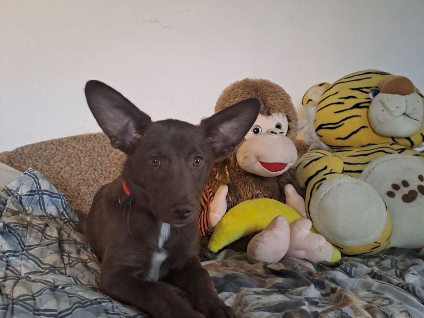 Щенок в поиске дома