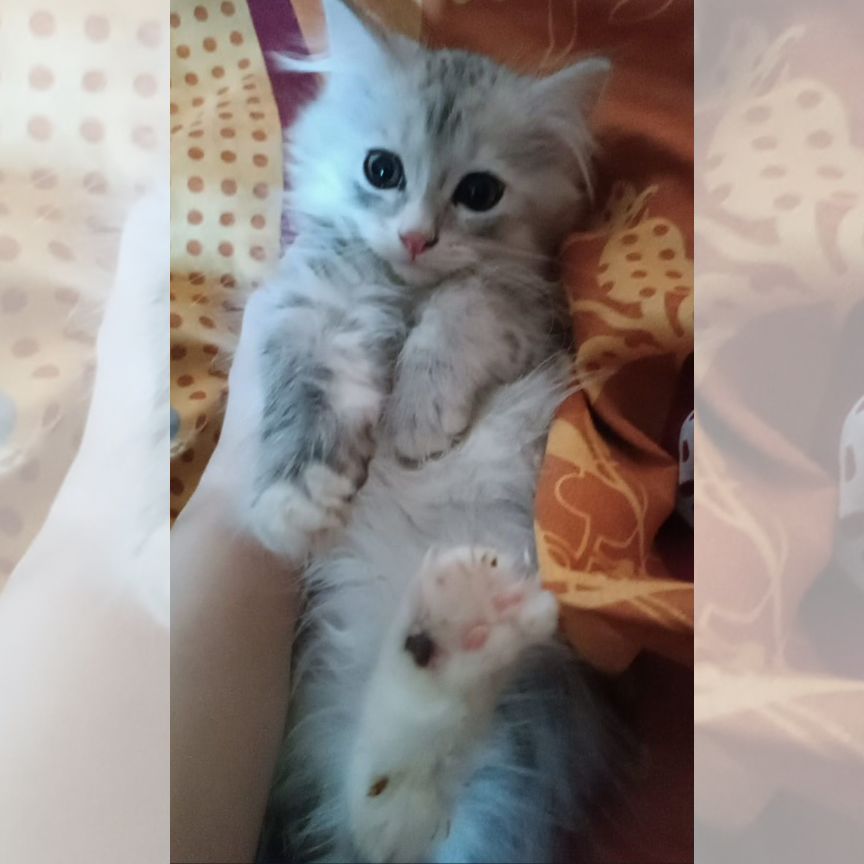 Котёнок в добрые руки